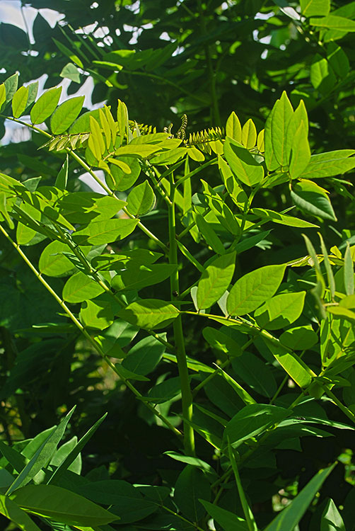 Gliricidia – Treehouse Sri Lanka