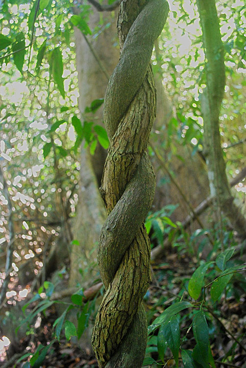 Liana in the riverforest – Treehouse Sri Lanka