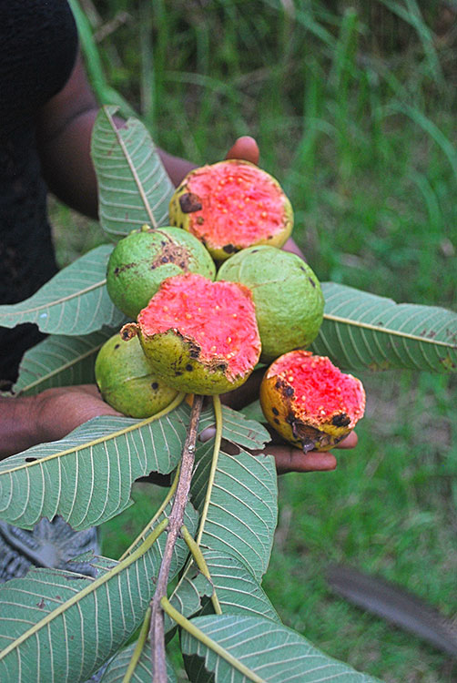 Treeripe wild very colorful guavas eaten by birds – Treehouse Sri Lanka